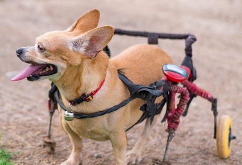 Las causas de parálisis en perros más habituales que debes conocer